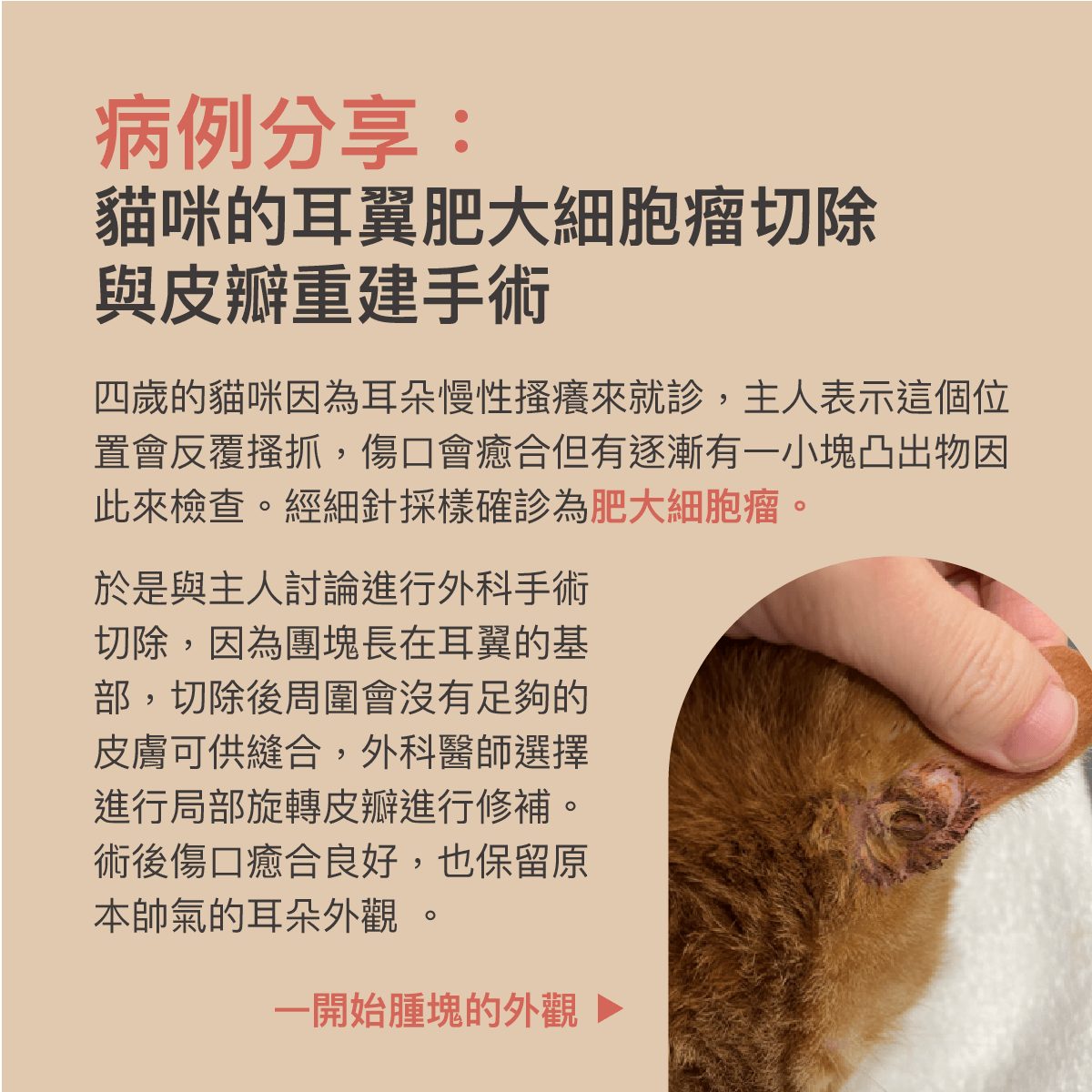 貓咪的皮膚型肥大細胞瘤 (Feline Cutaneous Mast Cell Tumors)-腫瘤外科 鄒天思 獸醫師/楊雨蓁 獸醫師 ...
